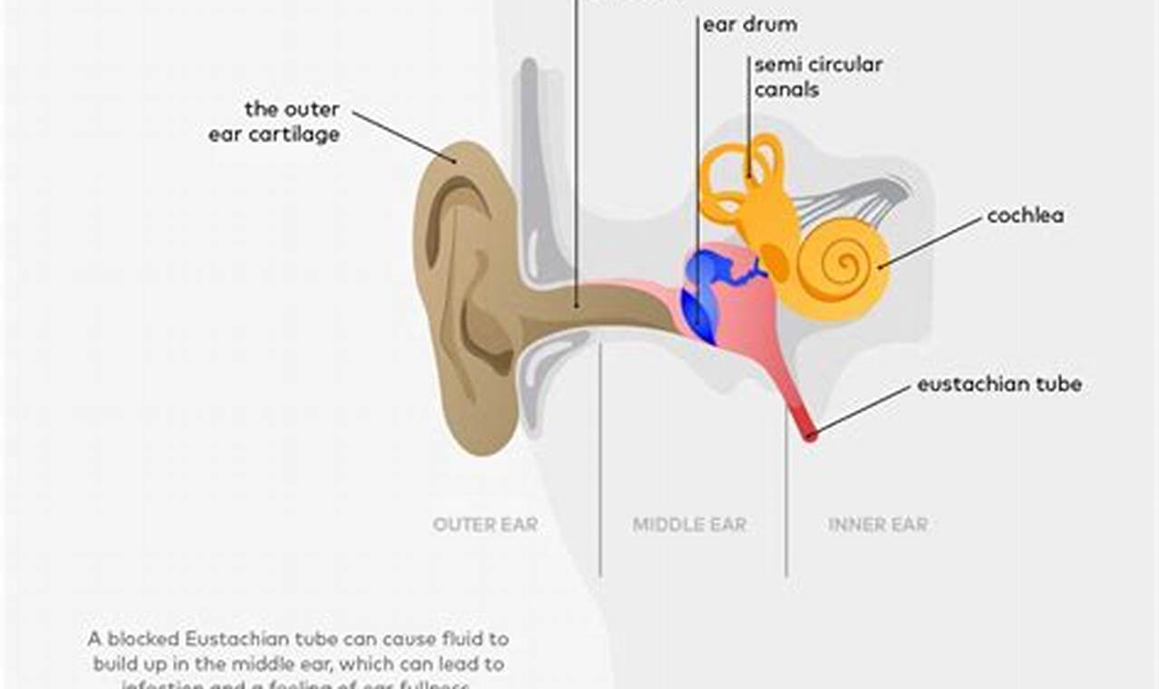 Why My Ear Feels Full and Muffled + Relief Tips