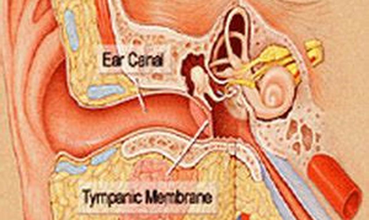 Why My Left Ear Is Muffled? Causes & Solutions